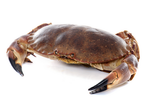 Live Irish Brown Crab | The Shellfish Co Ltd