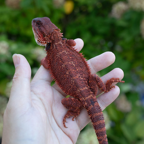 100% Red Monster Normal Scale - Male | Crazy Eye Creations