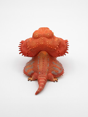 CEC Dragons - High Quality Bearded Dragons And Geckos