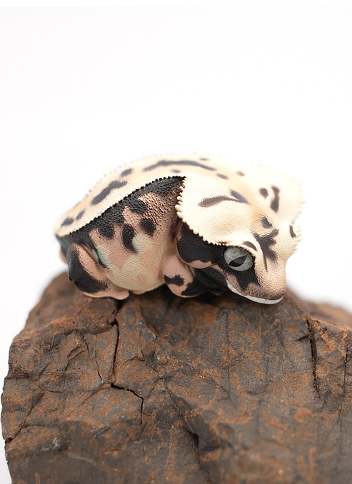 CEC Dragons - High Quality Bearded Dragons And Geckos