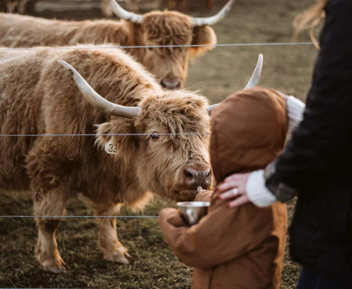 Visit Our Highland Farm | Cyrus Ridge Farm
