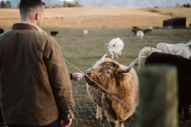 Visit Our Highland Farm | Cyrus Ridge Farm