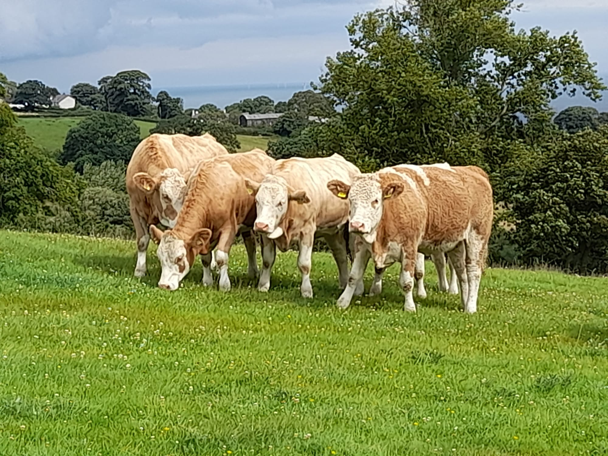 Store & Breeding Cattle | Ruthin Farmers