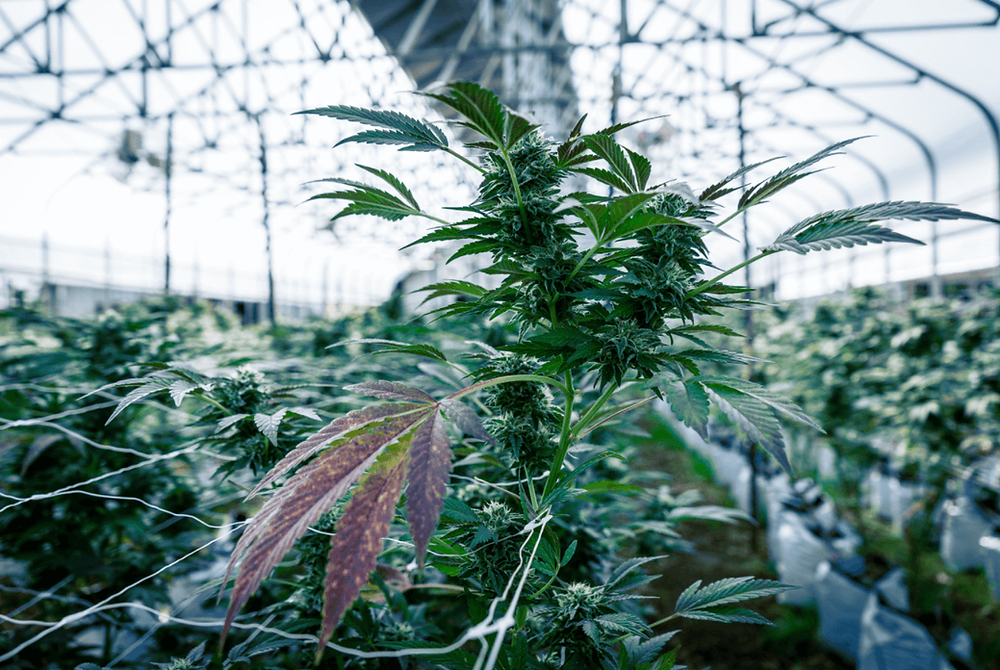 New Listing: Cannabis Farm in Hayfork with CEQA Compliance!