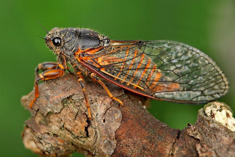 The Species | The Species Recovery Trust | New-Forest-Cicada