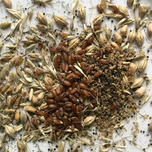 The Species | The Species Recovery Trust | darnel