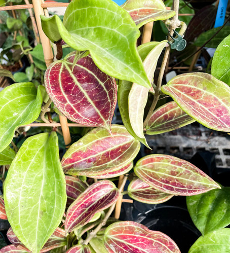 Hoya merrillii (Small Leaf) | Specialty Tropicals