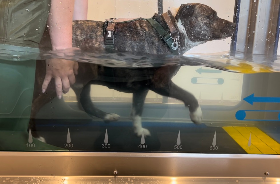 Canine Water Treadmill | K9 Water Treadmill @ Priory Farm | England