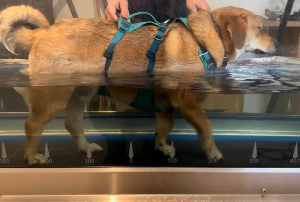 Canine Water Treadmill | K9 Water Treadmill @ Priory Farm | England