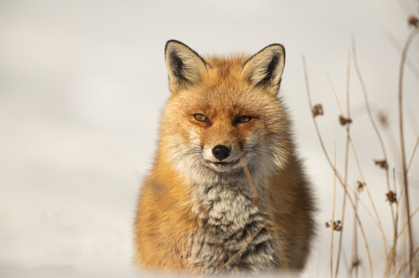 Galerie Emotion | Alain Victor | Photographe