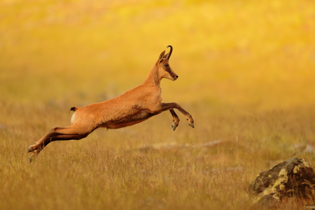 ROCK | Galerie Alain Victor | Photographie