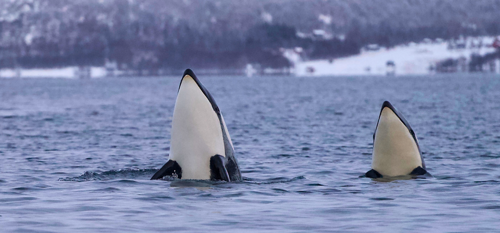 ORCA Expedition in Norway [1-7 November 2025]
