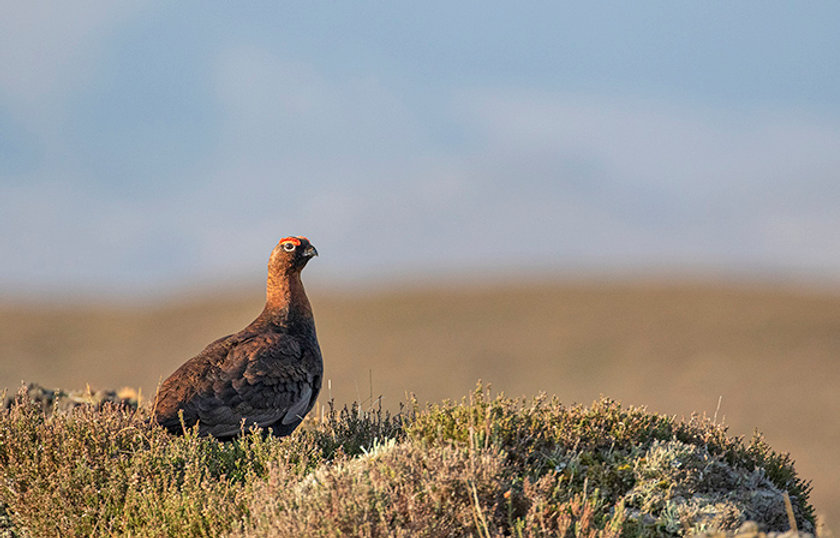 Grouse of Speyside