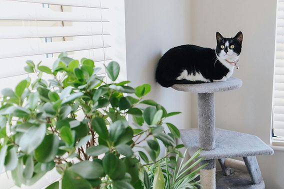 epipremnum aureum toxic to cats
