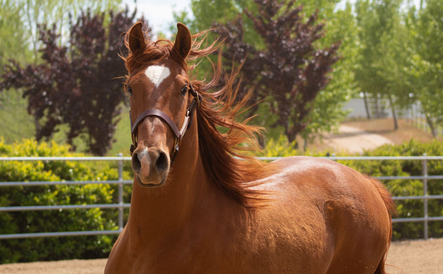 SALES | Andalusians de Mythos