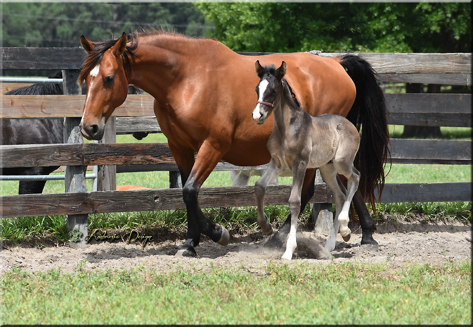 SALES | Andalusians de Mythos