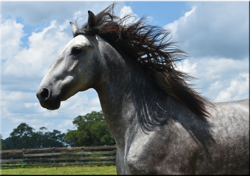 FOALS | Andalusians de Mythos