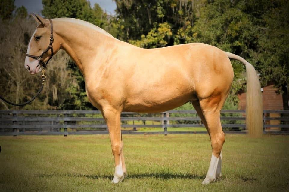 SALES | Andalusians de Mythos