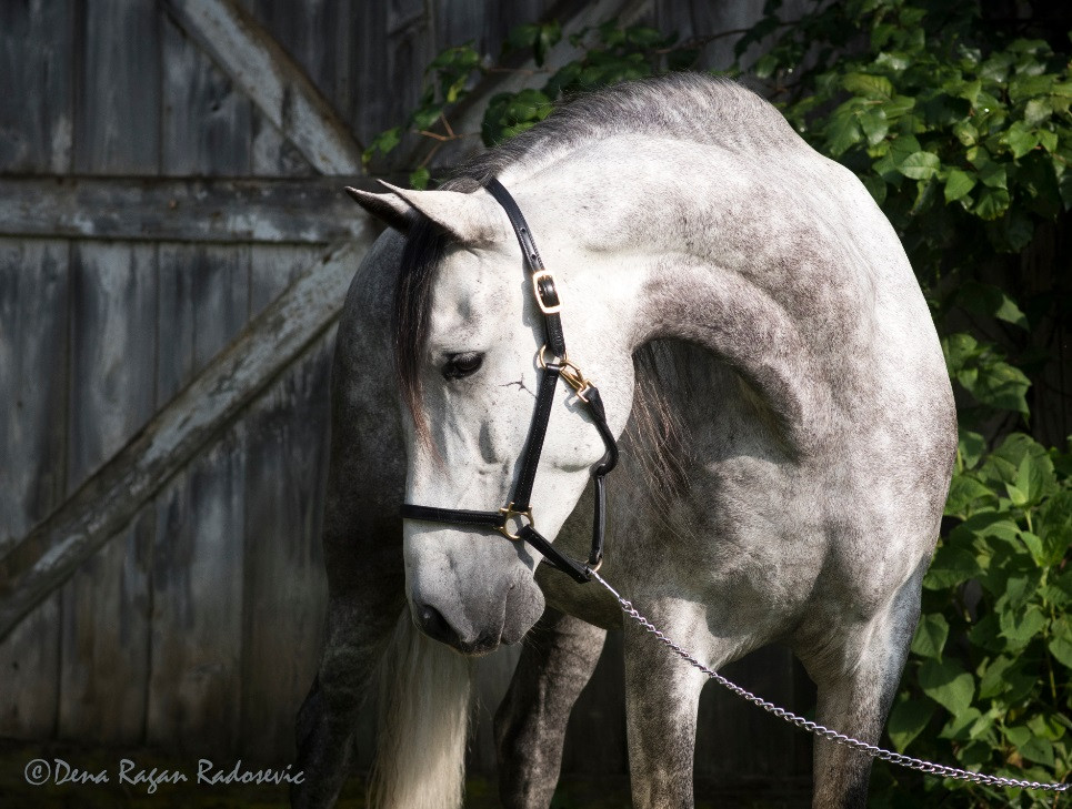 Andalusians de Mythos, PRE Andalusians and Lusitanos