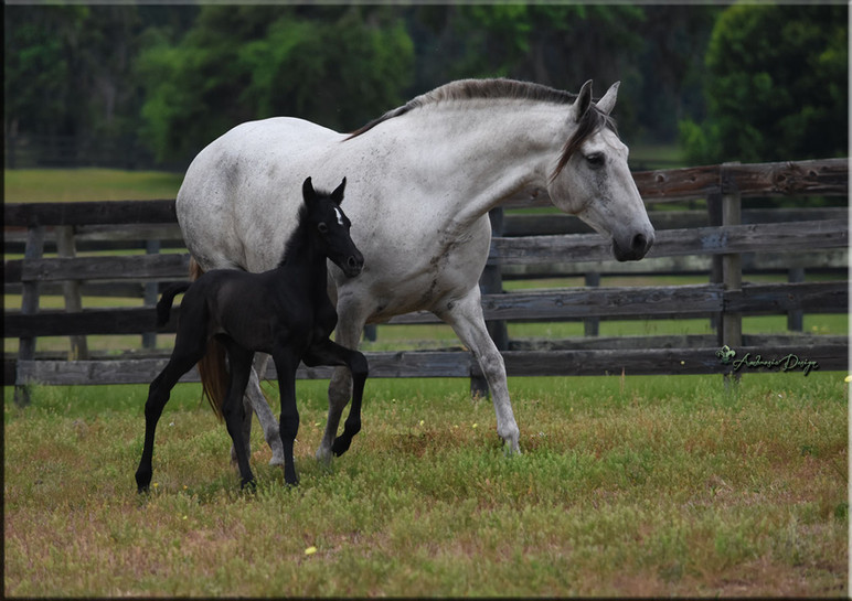 HOME | Andalusians de Mythos