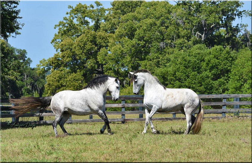 HOME | Andalusians de Mythos