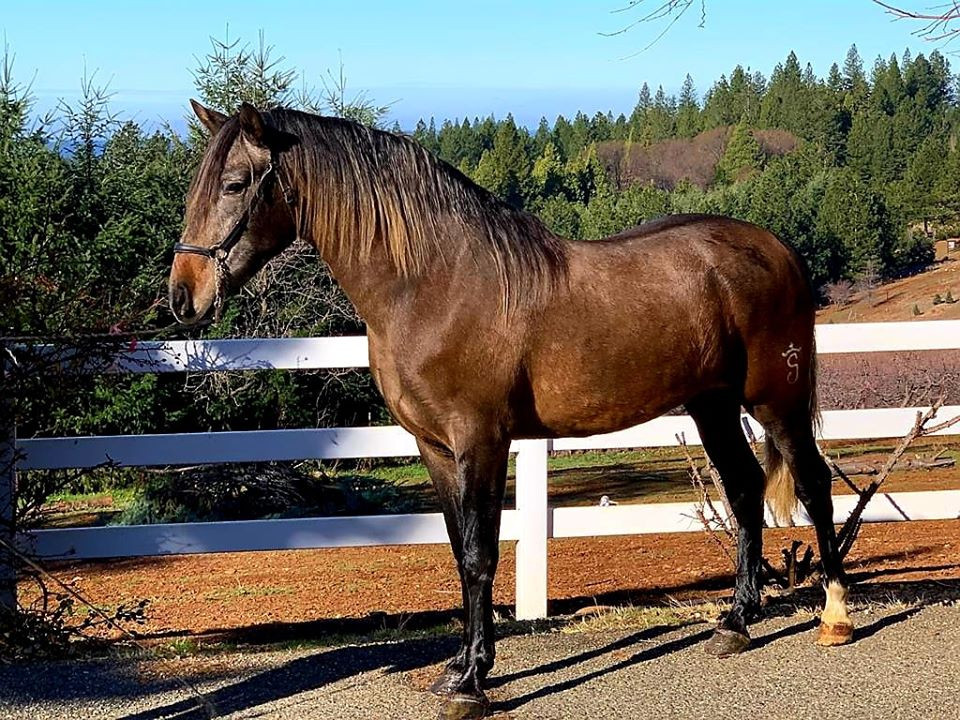 SALES | Andalusians de Mythos