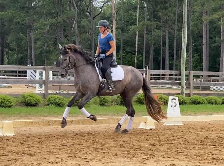 PRE Andalusians and Lusitanos for sale | DressageIberians