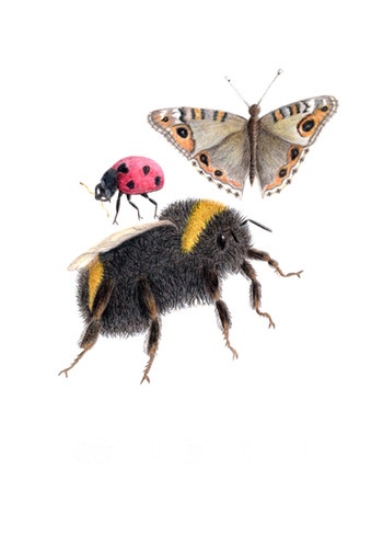 Pollinators Illustrated Art Print | Seeds to Memories