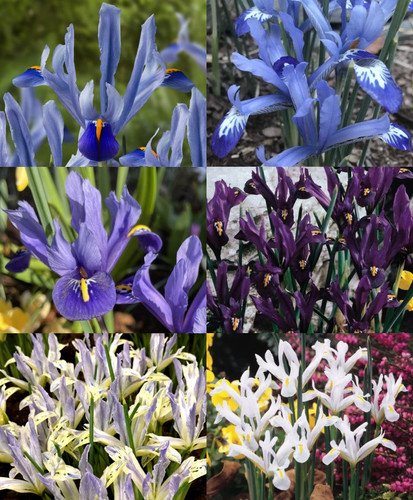 Iris reticulata Shades-of-Blue Mixture 25 rhizomes | East PDX Plant Club