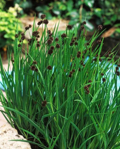 Juncus ensifolius, Dagger Rush 3.5" pot | East PDX Plant Club