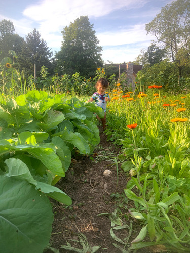 Splendid Summer Share 2024 | The Lively Farm