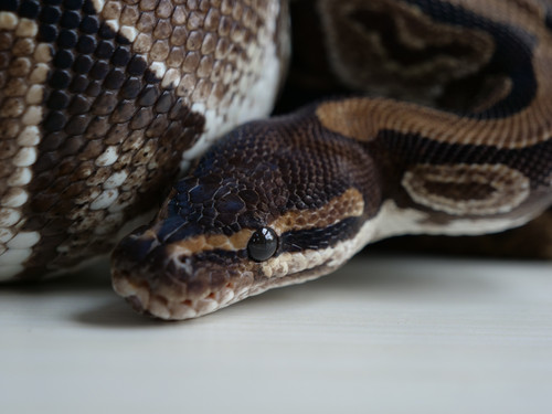 Adult Normal Ball Python | Emerald Scales