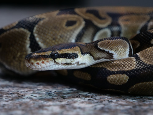 Subadult Male Ball Python | Emerald Scales