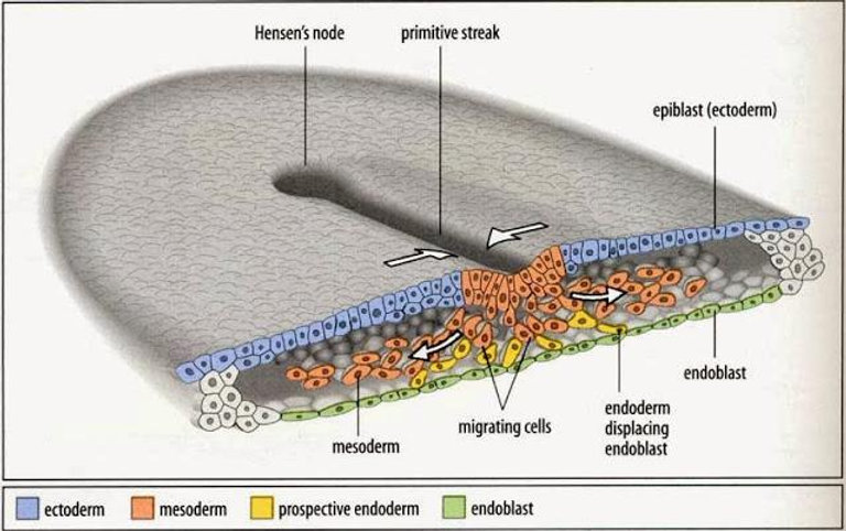 10 Embriología GASTRULACIÓN