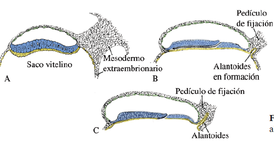 10 Embriología GASTRULACIÓN