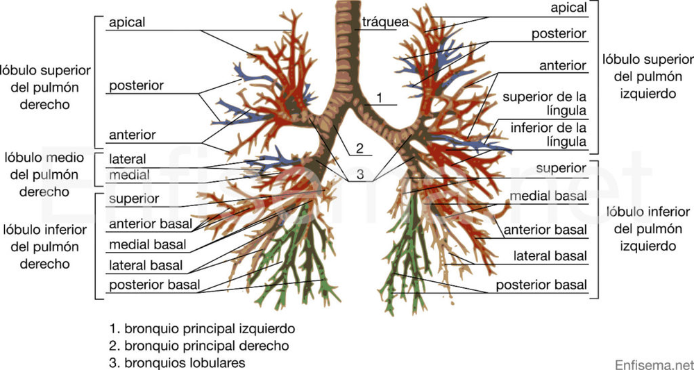 15 Embriología PULMONAR