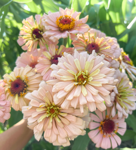 Zinnia Seeds | Petals and Posies Fl