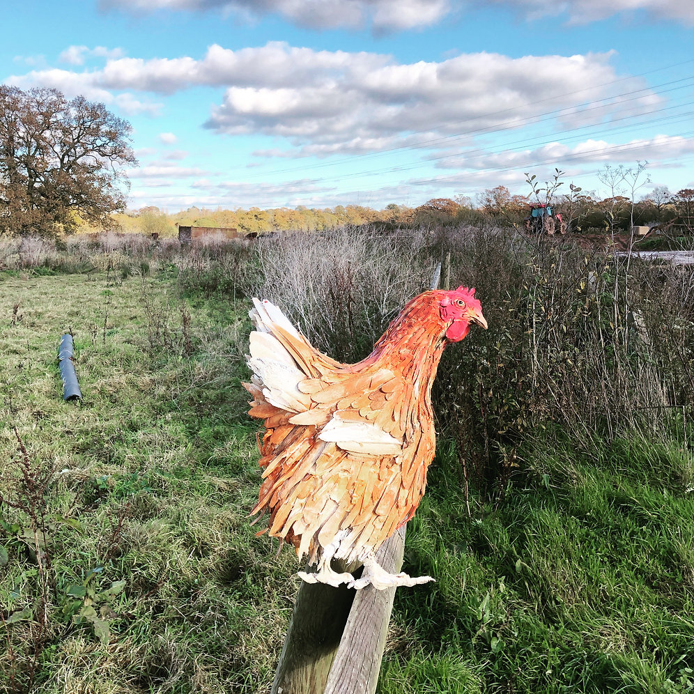 Driftwood Hen/Chicken Stag Head | Zenwooddesign