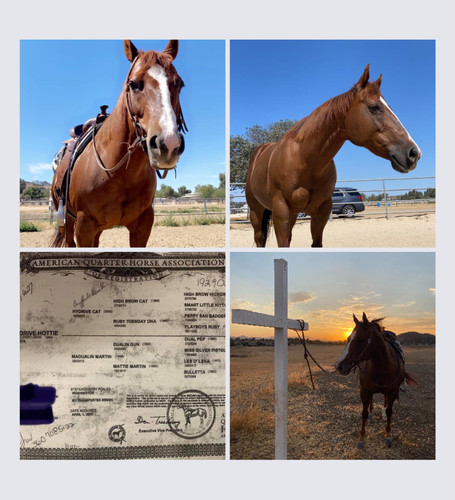 💎Ruby💎 13 yo Hydrive Cat mare. | HorseShoppe