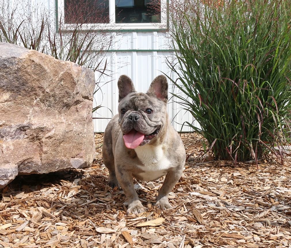 Frenchie Puppies | Bundles of Love | Pug and Frenchies Puppies | Iowa