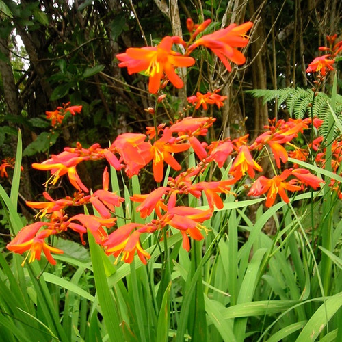 Bulbs - Tritonia (Pack of 10 Bulbs) | Biocarve Seeds