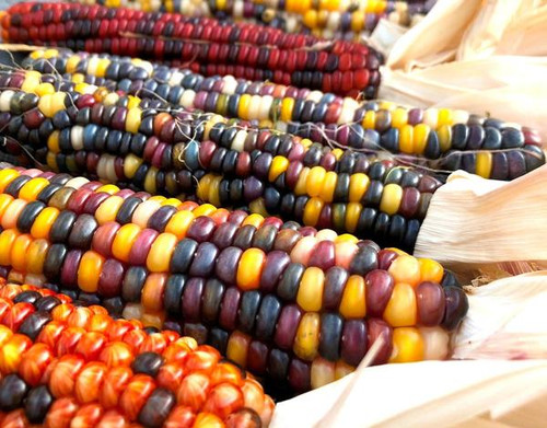 NM - Ornamental Multi Colour Corn | Biocarve Seeds