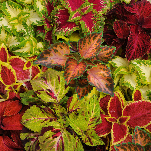 HYB - Coleus Wizard Series (Mixed) | Biocarve Seeds