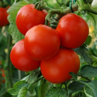 Tomato Round | Biocarve Seeds