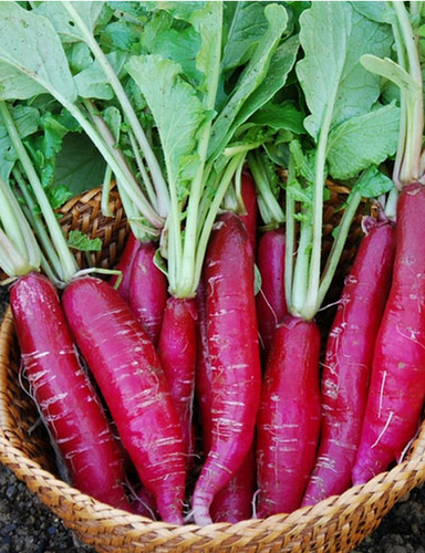 Radish Red Long | Biocarve Seeds