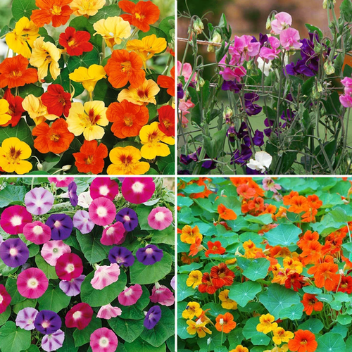 Trailing Mix | Biocarve Seeds