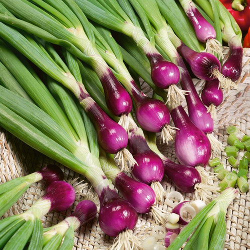 Spring Onion | Biocarve Seeds