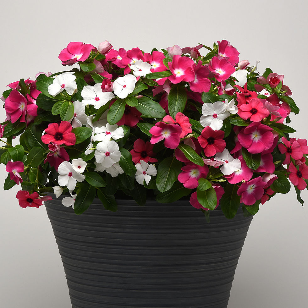 Vinca Pacifica XP Series | Biocarve Seeds