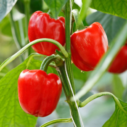 Capsicum Red | Biocarve Seeds