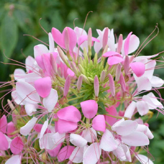 NM - Cleome Spinosa Mix | Biocarve Seeds